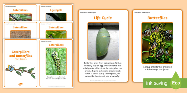 Caterpillars and Butterflies Fact Cards (teacher made)