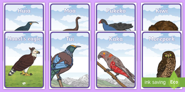 New Zealand Bird Display Posters (teacher made)