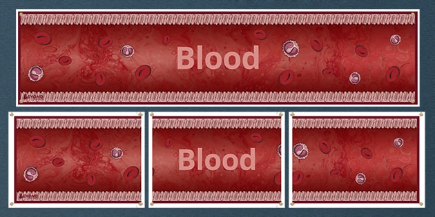 KS3 Blood Display Banner | Science | Beyond Secondary