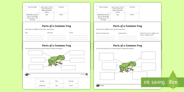 Parts Of A Frog Differentiated Worksheet Worksheet