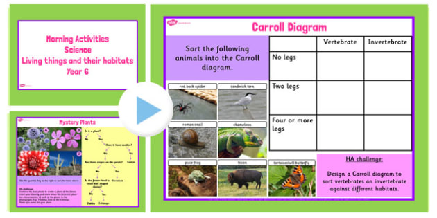 Year 6 Early Morning Science Activities Living Things - science