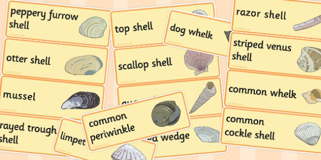 British Seashell Word Cards