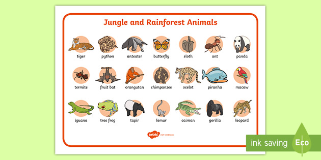 Jungle & Rainforest Vocabulary Mat - ESL Jungle and Rainforest Vocabulary