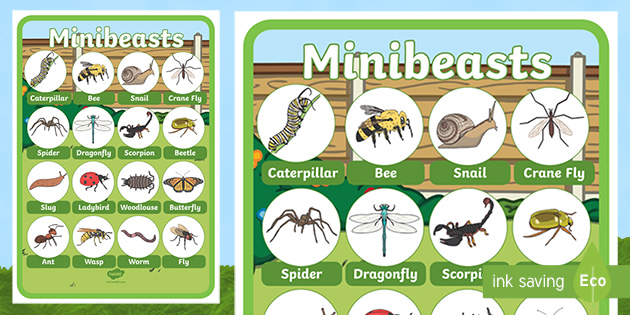 Large Minibeasts Photo Display Poster Teacher Made