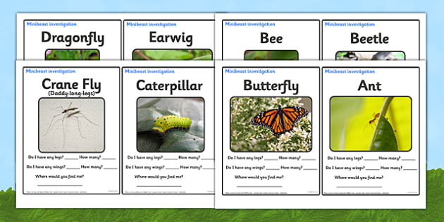 Minibeast Investigation Sheets - minibeast investigation