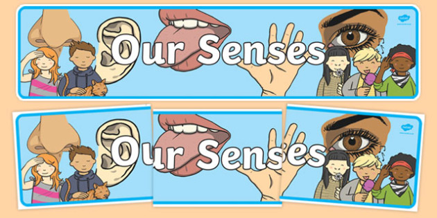 FREE! - 👉 'Our Senses' Display Banner (teacher made)
