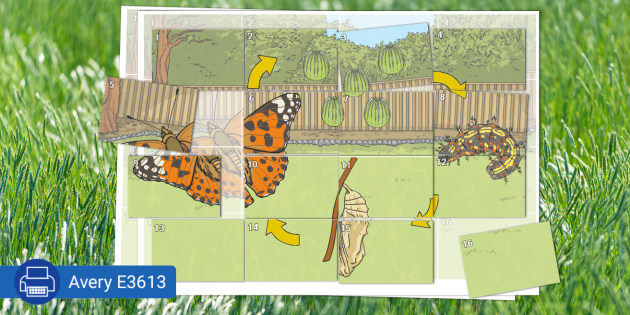 Life Cycle of Butterflies - Sticker Puzzle Activity