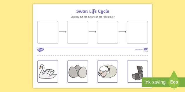 Swan Life Cycle Worksheet - Hen Life Cycle Worksheets