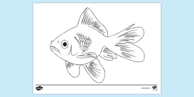 FREE! - Goldfish Colouring Sheet (teacher made)