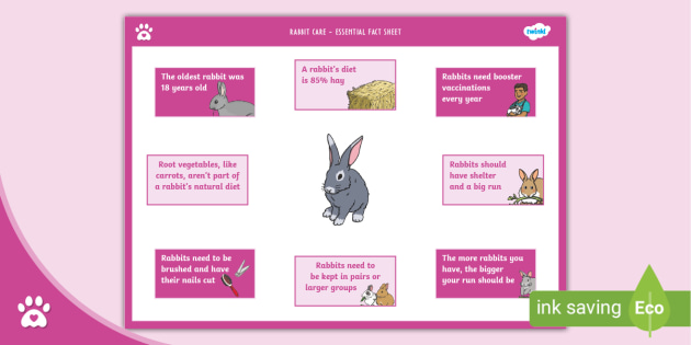 Rabbit Care - Essential Fact Sheet - Pet Care - Twinkl Pets
