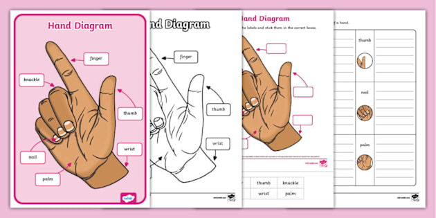 Anatomy Diagrams | twinkl.co.uk