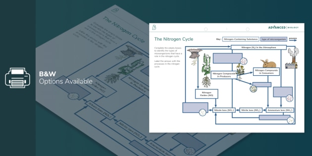 Nitrogen Cycles Biology | twinkl.co.uk