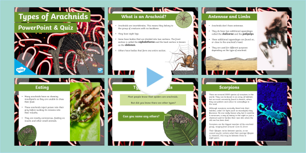 What is an Arachnid? Types of Arachnid PowerPoint and Quiz