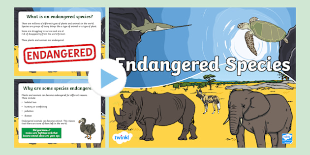 Endangered Species Presentations | twinkl.ca