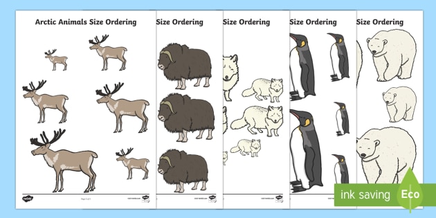 Arctic Animals Size Ordering - The Arctic, Polar Regions, north
