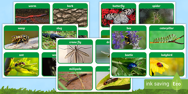 Minibeast Photo Word Cards (teacher made)