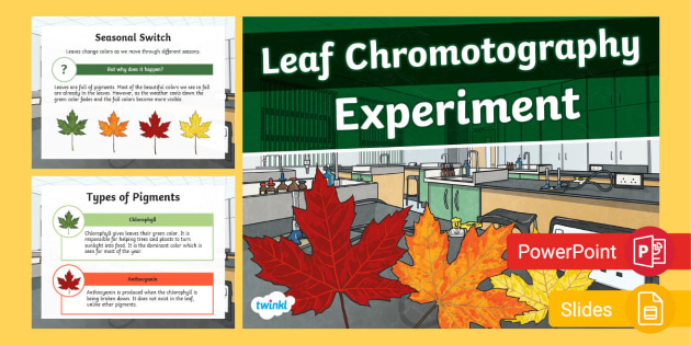 Leaf Chromatography Experiment - PowerPoint & Google Slides