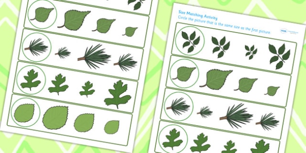 Leaf Size Matching Worksheet (teacher made)