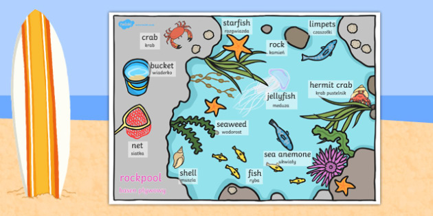 Seaside Rockpool Word Mat Polish Translation (teacher made)