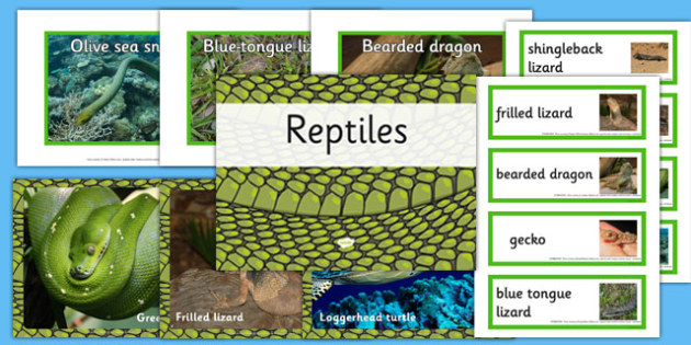 Australian Reptiles pack (teacher made)