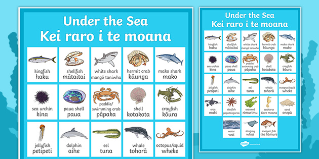 Under the Sea Vocabulary Poster Te Reo Māori (teacher made)