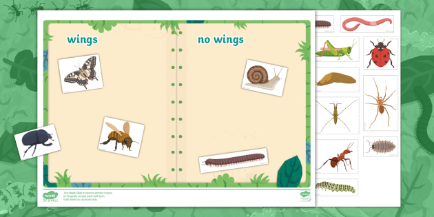 Sorting Minibeasts Twinkl Au