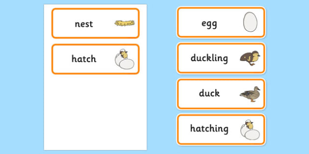 Duck Life Cycle Word Cards (teacher made)