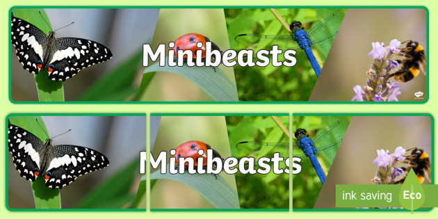 Minibeasts Photo Display Banner (teacher made)