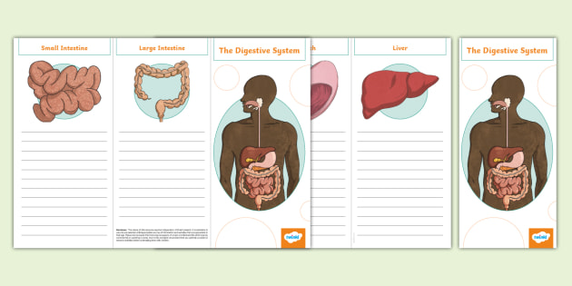 Digestive Systems Biology | twinkl.co.uk