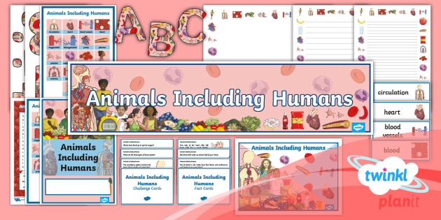 Science: Animals Including Humans Year 6 Unit Additional Resources