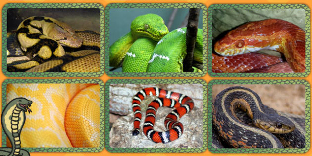 Snake Patterns Display Photos