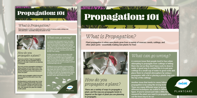 Propagation: 101, Plantcare, Plants, How to grow cuttings