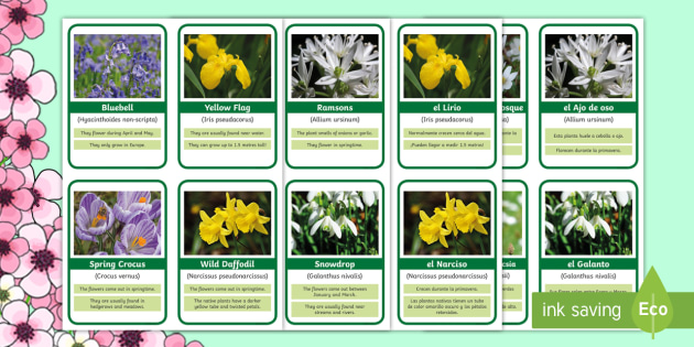 Spring Flowers Flashcards English/Spanish (teacher made)