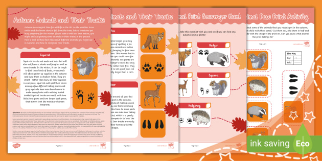 Animal Paw Print Matching Activity (teacher made)
