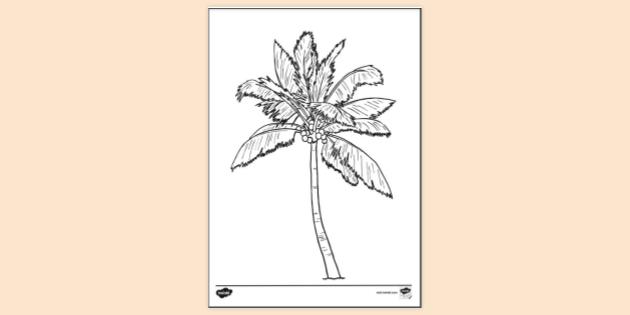 FREE! - Coconut Tree Colouring | Colouring Sheets