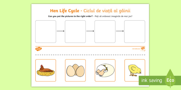 Hen Life Cycle Worksheet English/Romanian - Hen Life Cycle Worksheets