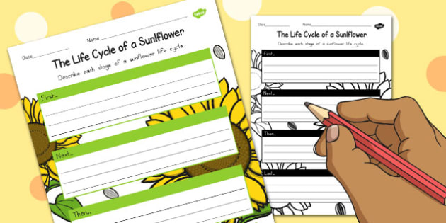 The Life Cycle of a Sunflower Writing Frame