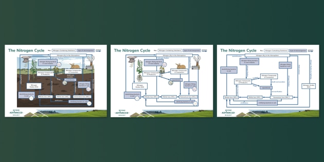 Nitrogen Cycles | twinkl.com.au