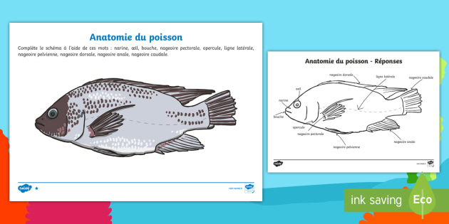 Feuille d'activités : Anatomie du poisson