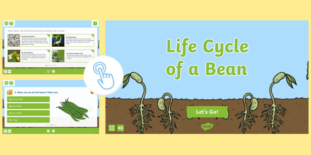 Life Cycle of a Bean Reading Comprehension | Twinkl Go!