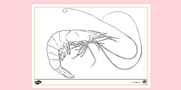 FREE! - Shrimp Colouring Page - Primary School - Twinkl