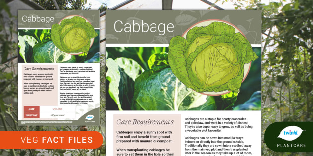 Garden Veg Fact File: Cabbage, Plantcare, growing vegetables