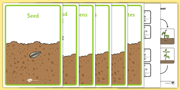 Life Cycle of a Sunflower Sequencing Activity Pack