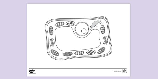 FREE! - Ribosomes Colouring Sheet (teacher made)