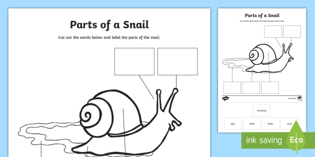 Parts of a Snail Worksheet / Activity Sheet - Snails, Shell