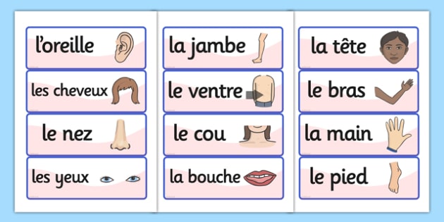 French Body Parts Vocabulary Cards French Language