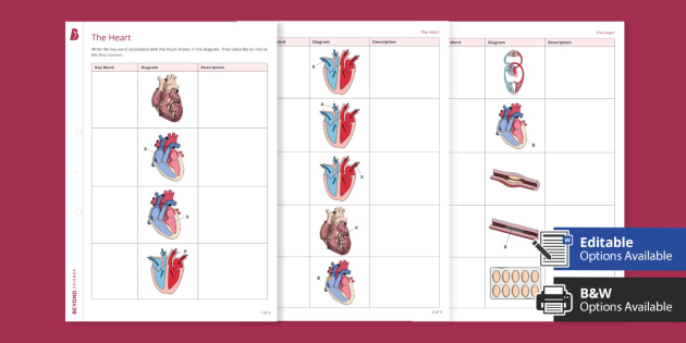 Structure Of The Heart Worksheet Biology If8765 Cells Alive Worksheet