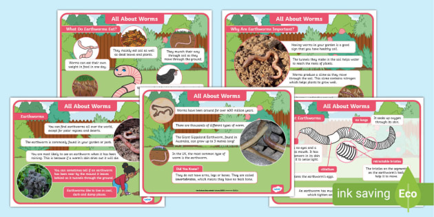 EYFS All About Worms Fact Files (teacher made)