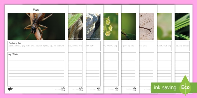 New Zealand Insects and Bugs Writing Prompts Photo Pack
