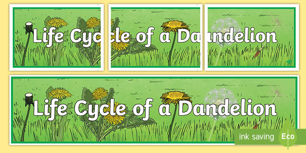 Life Cycle of a Dandelion Display Banner (teacher made)